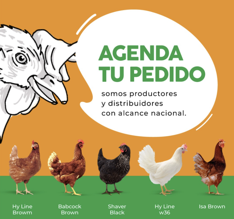 ᐈ Venta de Gallinas Ponedoras 🐔🥚